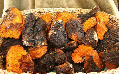 What is Chaga and How to benefit from it