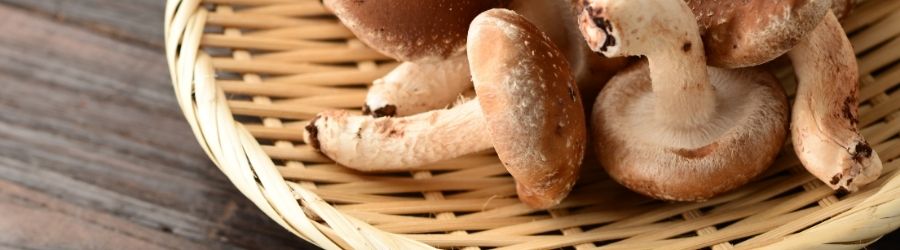 NEW: Vitals AHCC, extract from shiitake mycelia with alpha-glucans