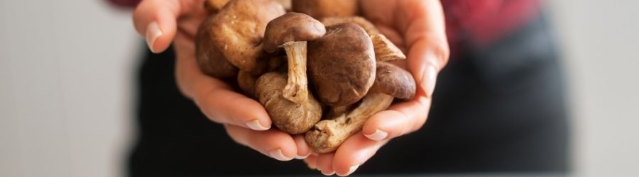 NEW: Vitals AHCC, extract from shiitake mycelia with alpha-glucans